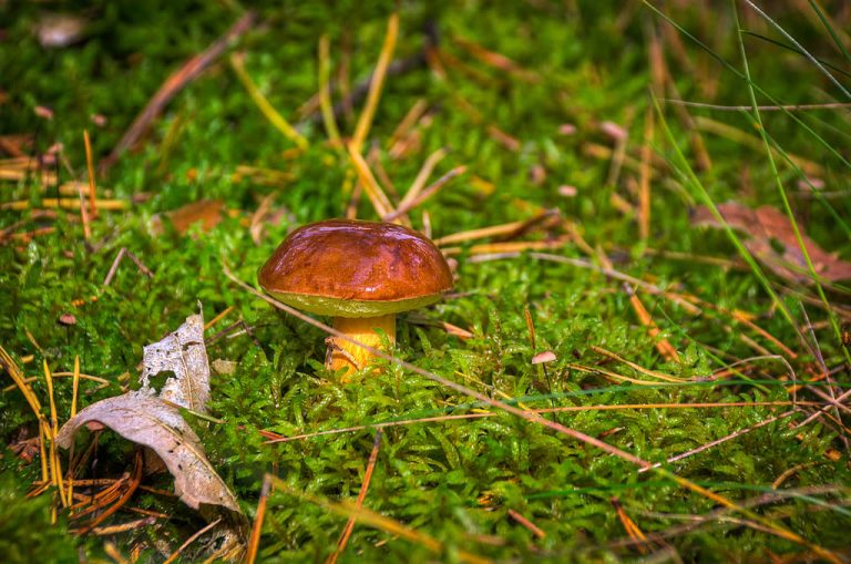 Pilze suchen in den Wäldern um Templin